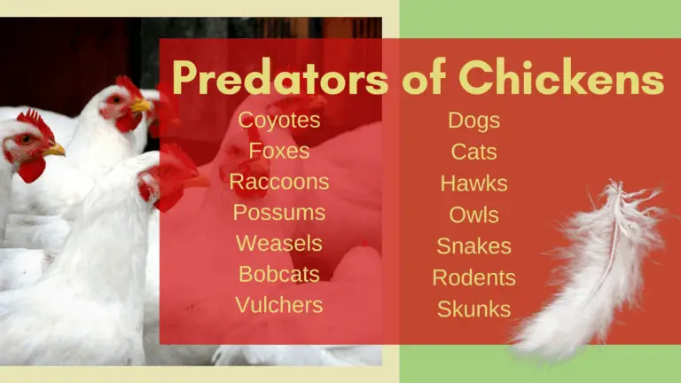 Selecting The Perfect Hero For Your Hens – All You Need to Know About ...