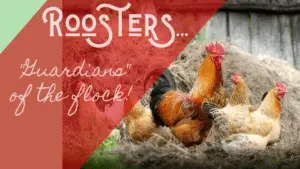 Selecting The Perfect Hero For Your Hens – All You Need to Know About ...