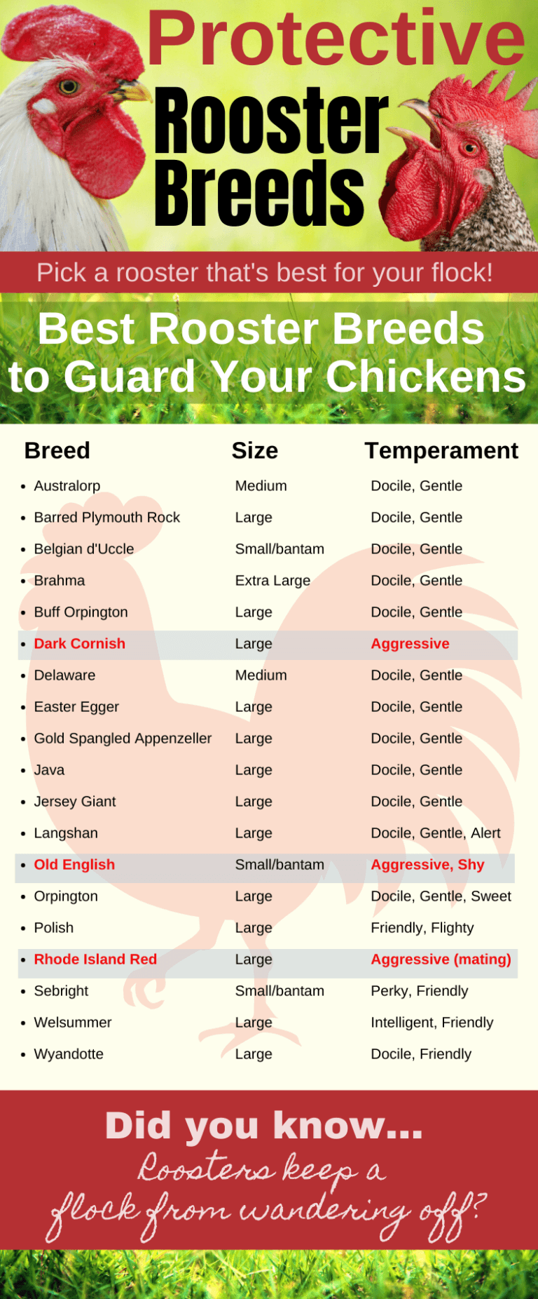 Selecting The Perfect Hero For Your Hens – All You Need to Know About ...