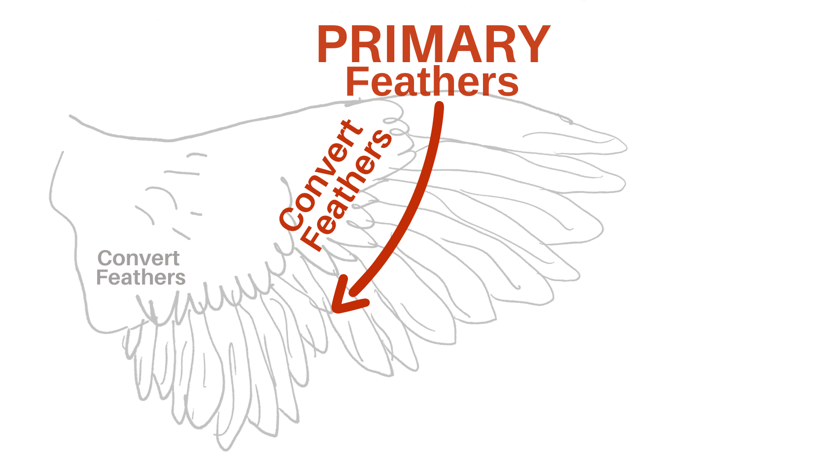 Chicken Wings: To Clip or Not To Clip – A Guide To Clipping Chicken’s ...