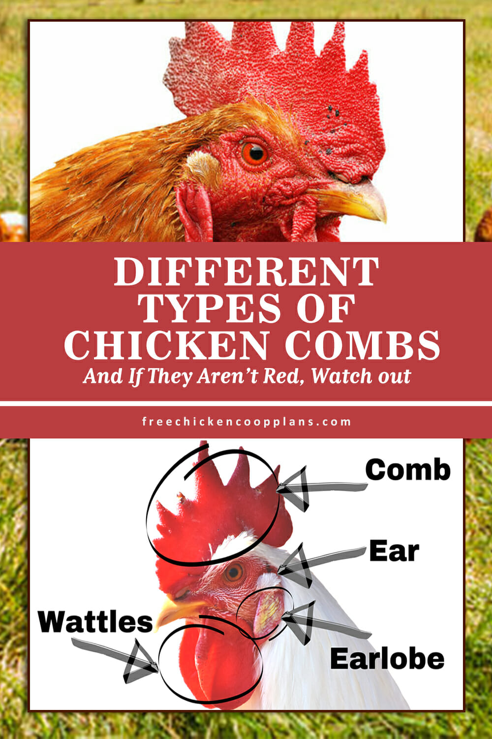 Different Types Of Chicken Combs – And If They Aren’t Red, Watch out!