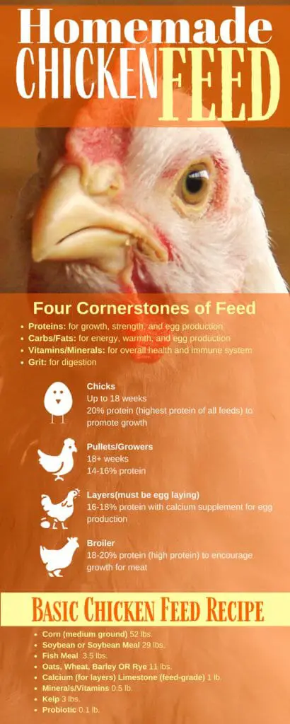 Homemade Chicken Feed Mix – Know What Your Flock Is Eating