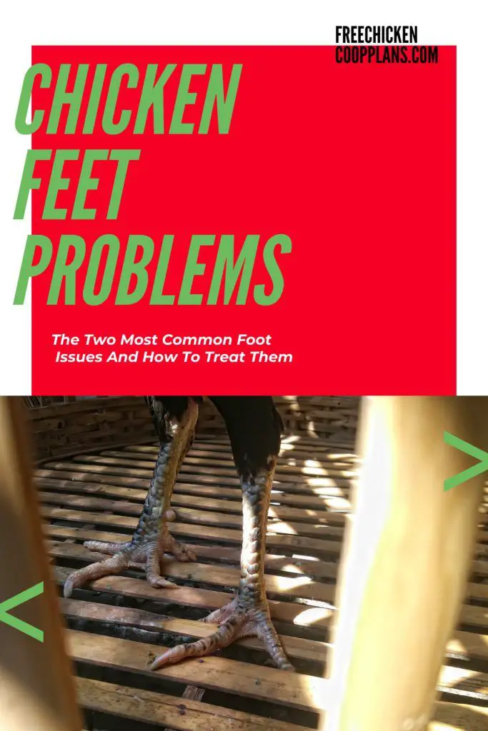 Common Chicken Feet Problems