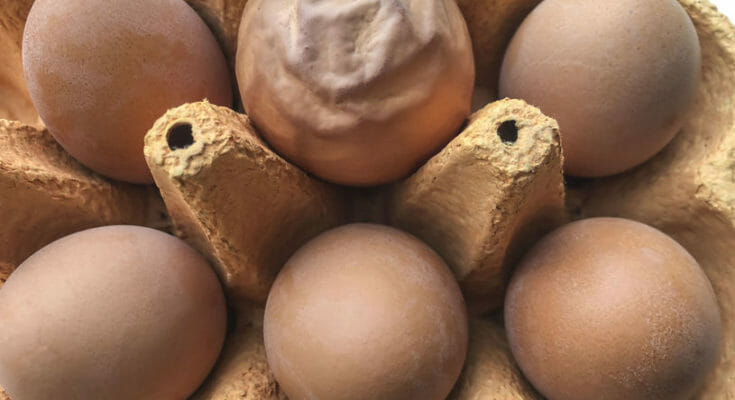 Common Chicken Egg Shell Problems And How To Fix Them - FREE CHICKEN ...