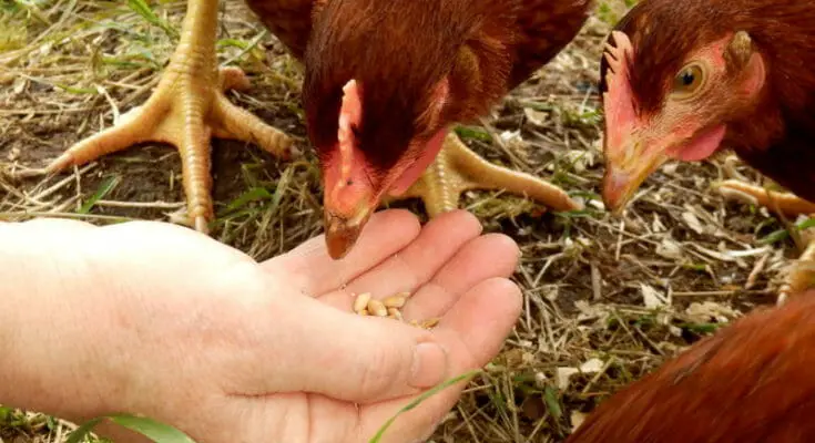 Homemade Chicken Feed Mix – Know What Your Flock Is Eating - Free ...