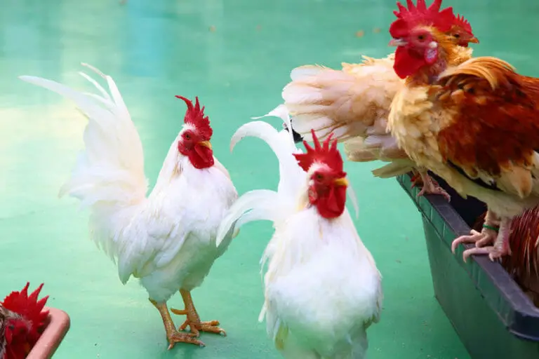 Types Of Leghorn Chickens – A Flighty But Phenomenal Breed