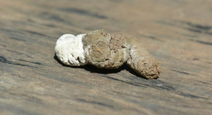 Chicken Coop Dropping Board - Free Chicken Coop Plans