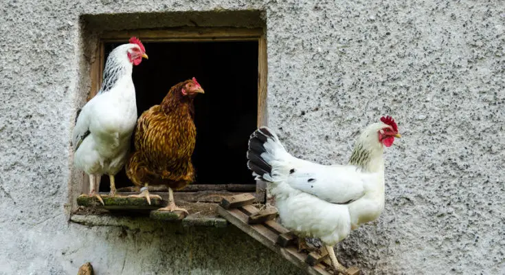 Chicken Coop Ladder Ideas - Free Chicken Coop Plans