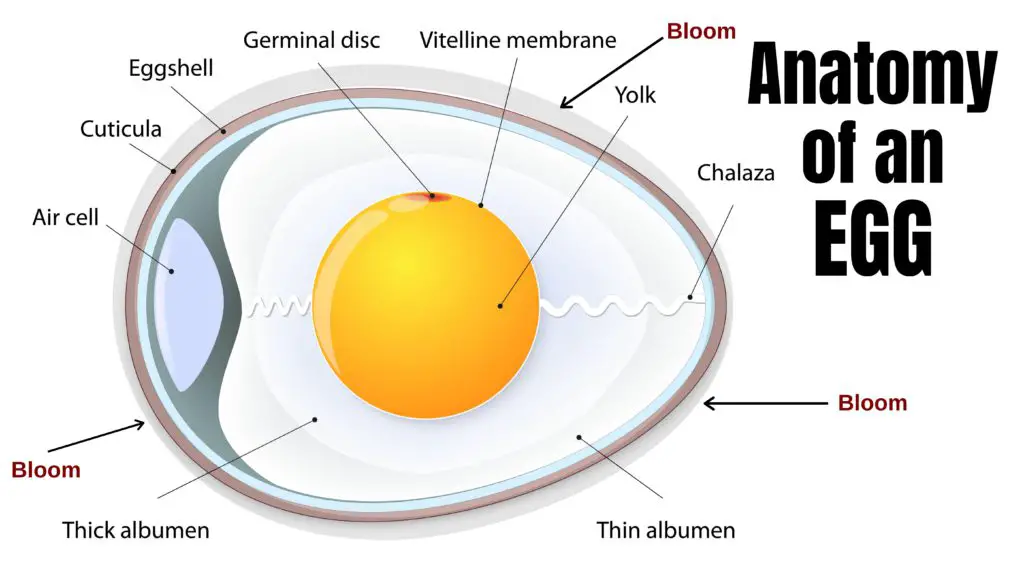Amniote Egg Diagram
