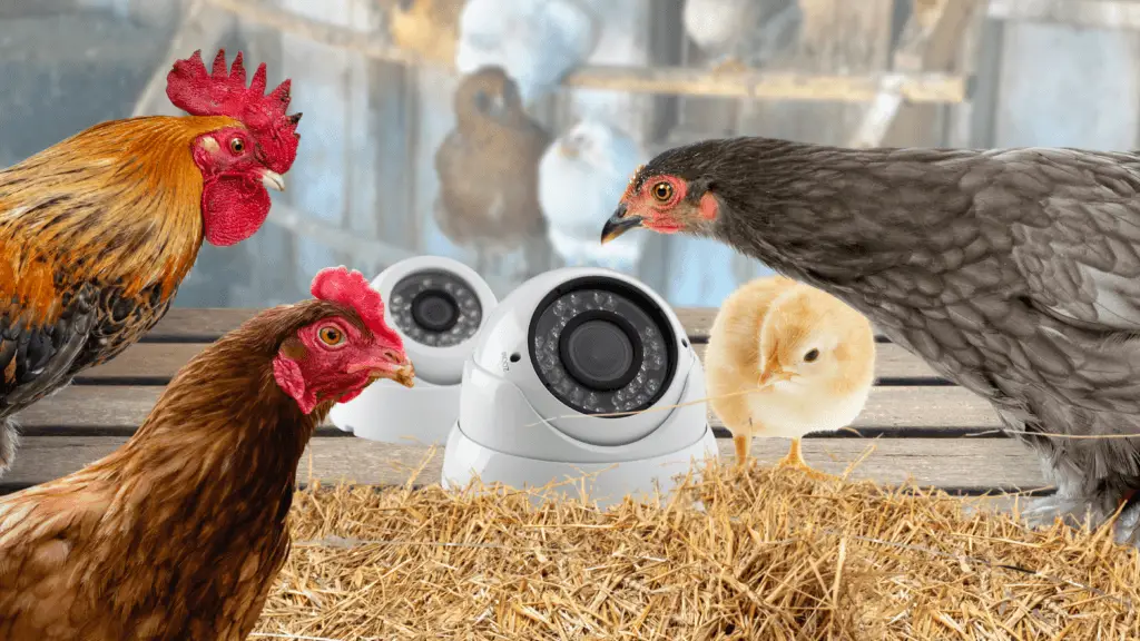 “Chick-Flix” – Chicken Coop Camera