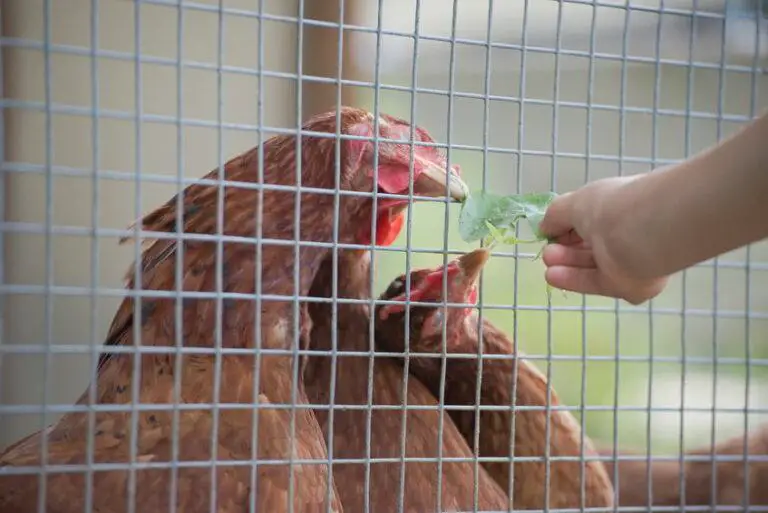 15 Common Chicken Predators And How To Keep Them Out Of Your Coop