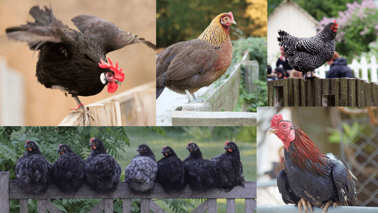 How Do I Keep My Chickens Out Of The Neighbor’s Yard?