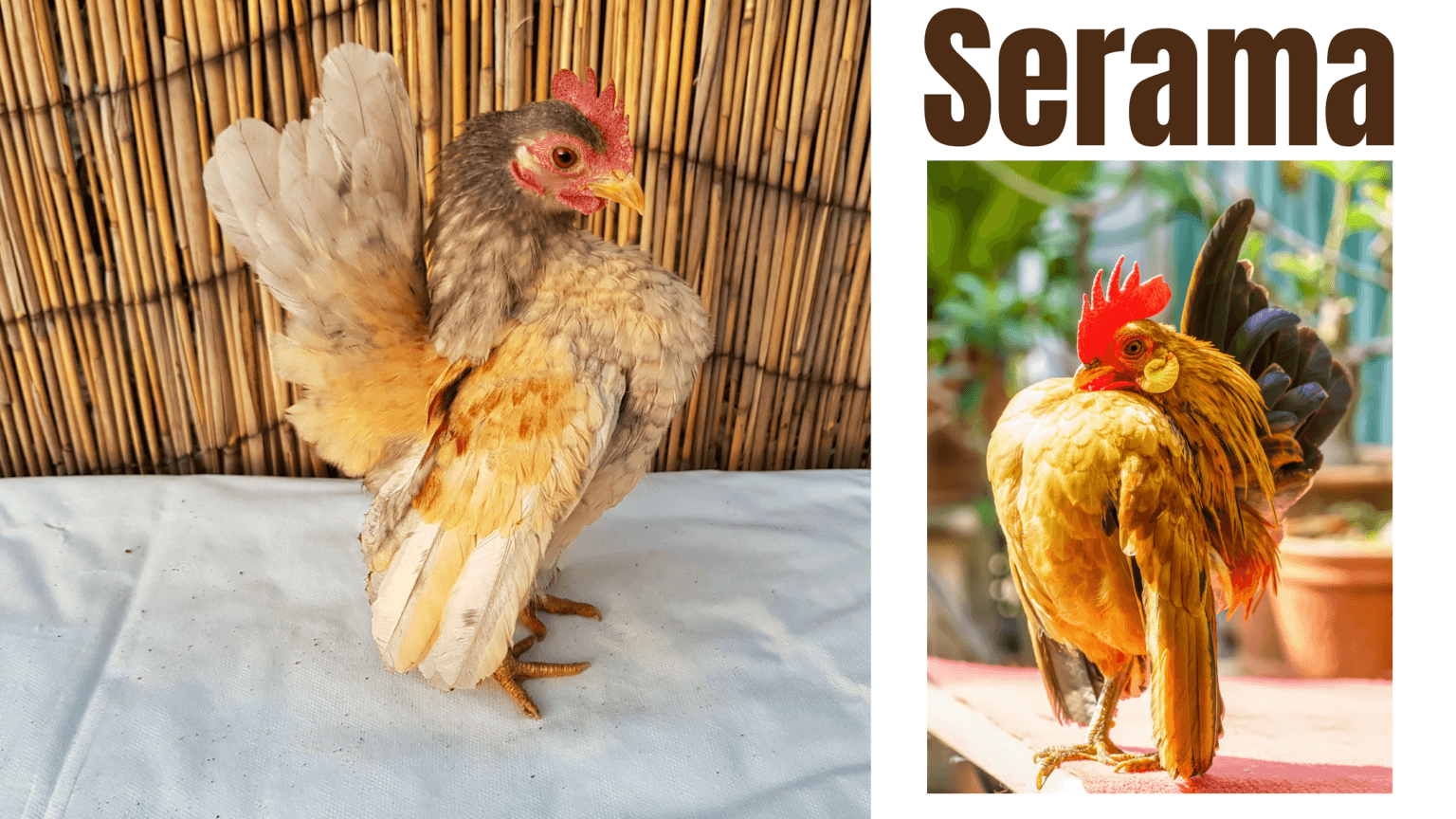 Top 12 Small Chicken Breeds