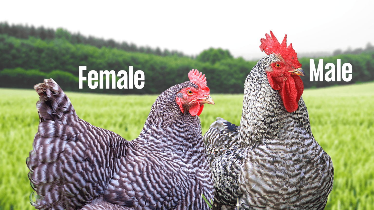 Most Docile Chicken Breed – Our Top 15 Choices