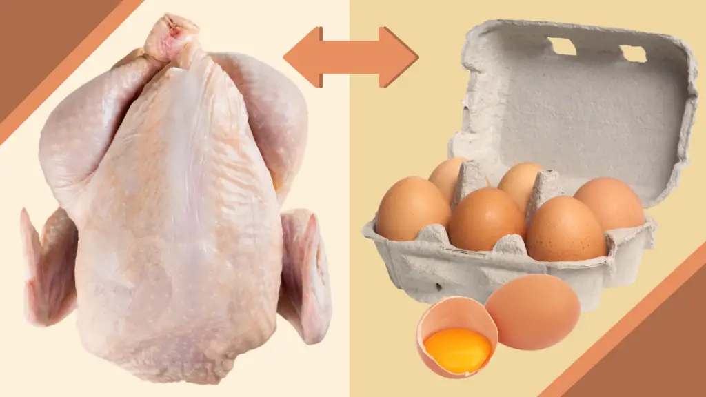 Most Docile Chicken Breed – Our Top 15 Choices