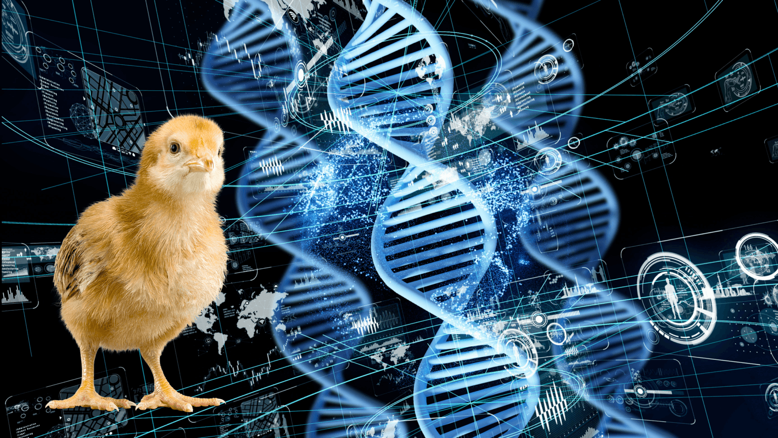 What Is A Novagen Chicken And Is It The Best Egg Layer Ever?