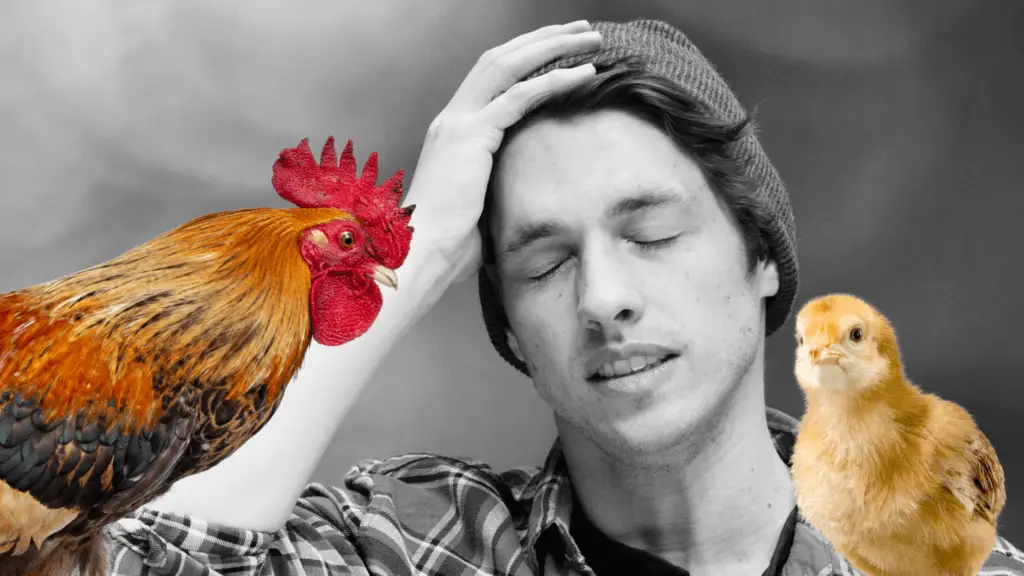 Homemade Chicken Scratch Recipe – The Perfect Mix For Your Flock