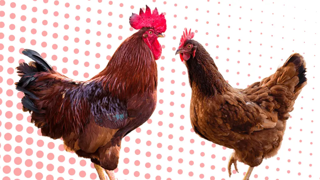 Rhode Island Red: An In-Depth Look At This Amazing Breed
