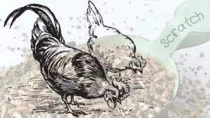 Homemade Chicken Scratch Recipe – The Perfect Mix For Your Flock