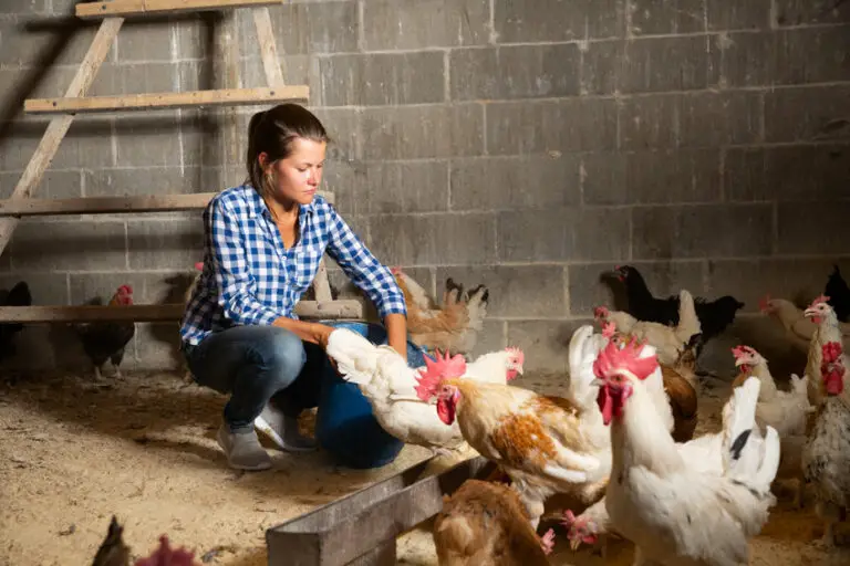 How To Socialize Chickens – Our Top 7 Tips