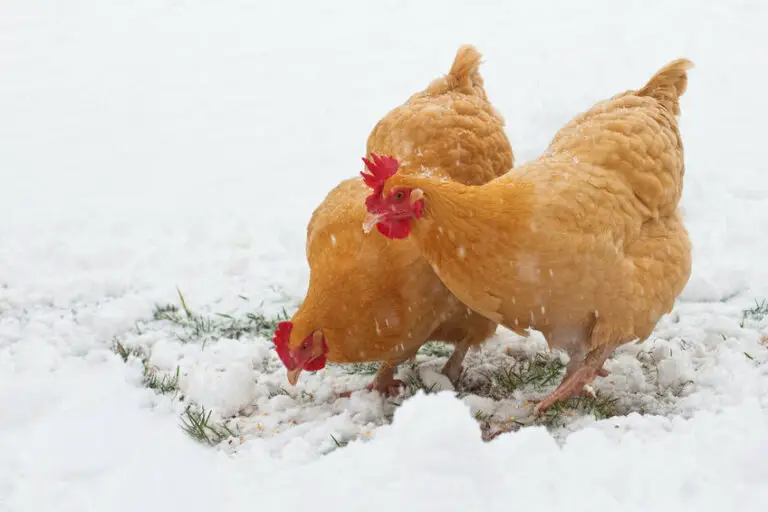 Most Docile Chicken Breed – Our Top 15 Choices