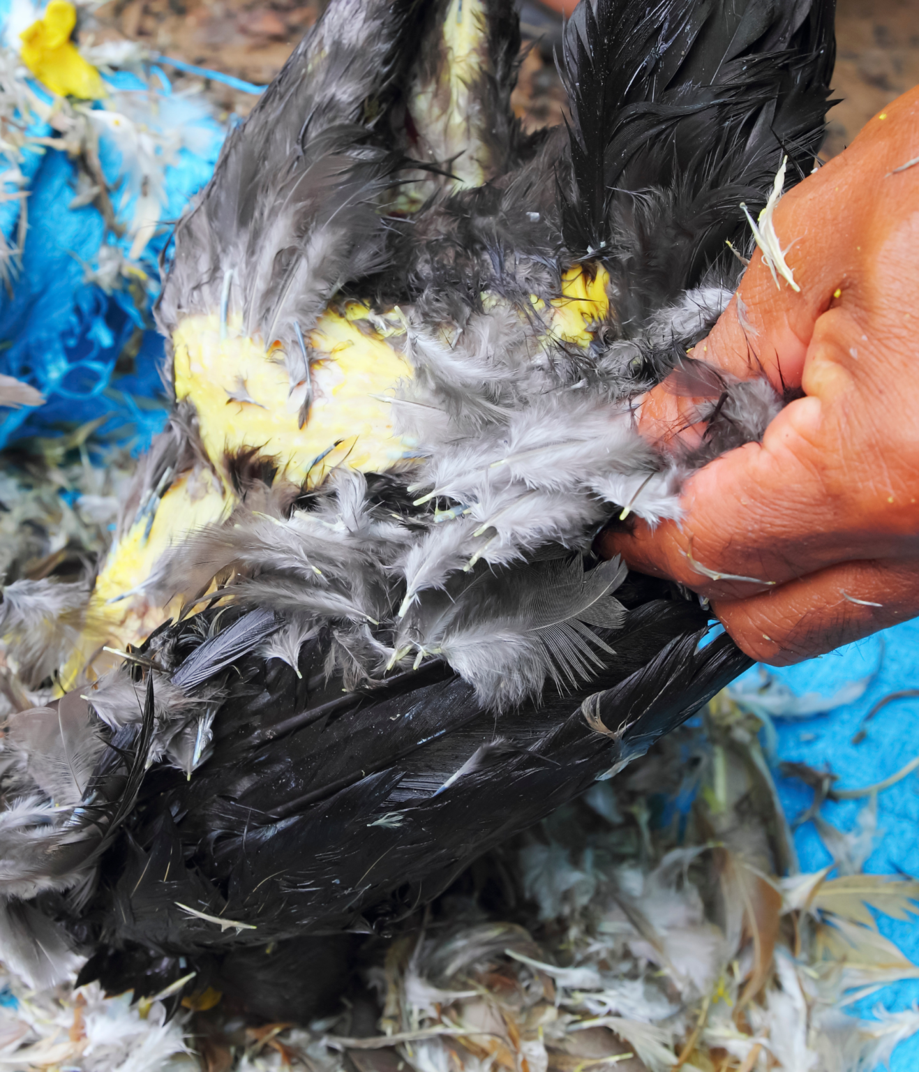 Best Way To Pluck Chickens – And Other Top Methods Too