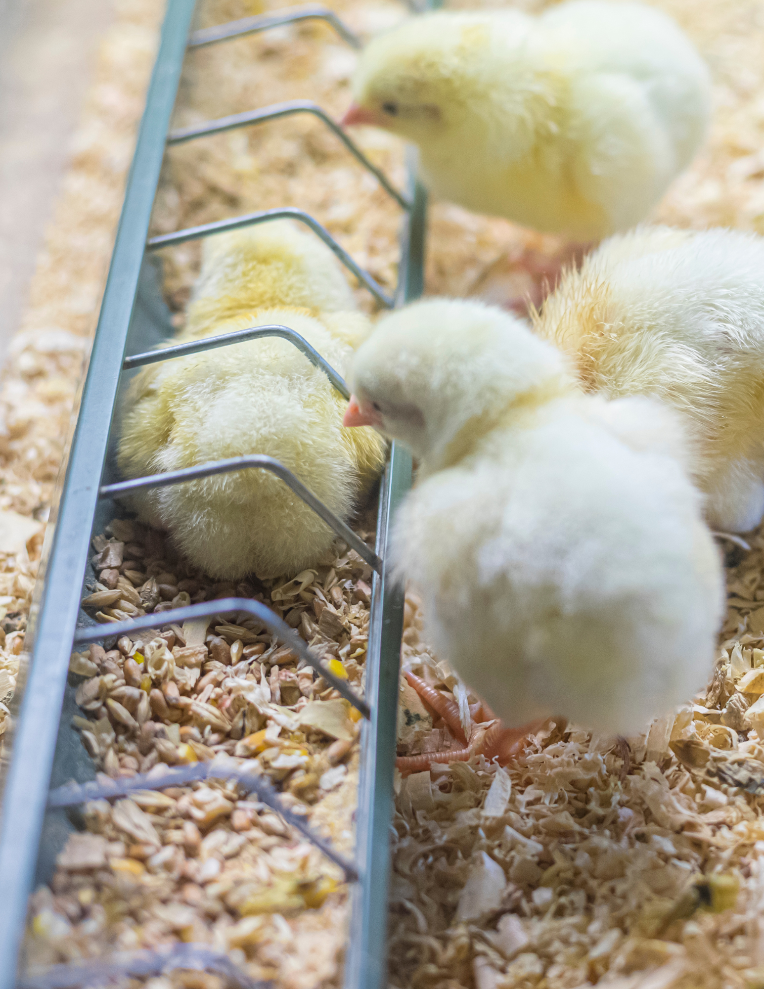 New and DIY Chick Feeders – Our Top Picks And Why