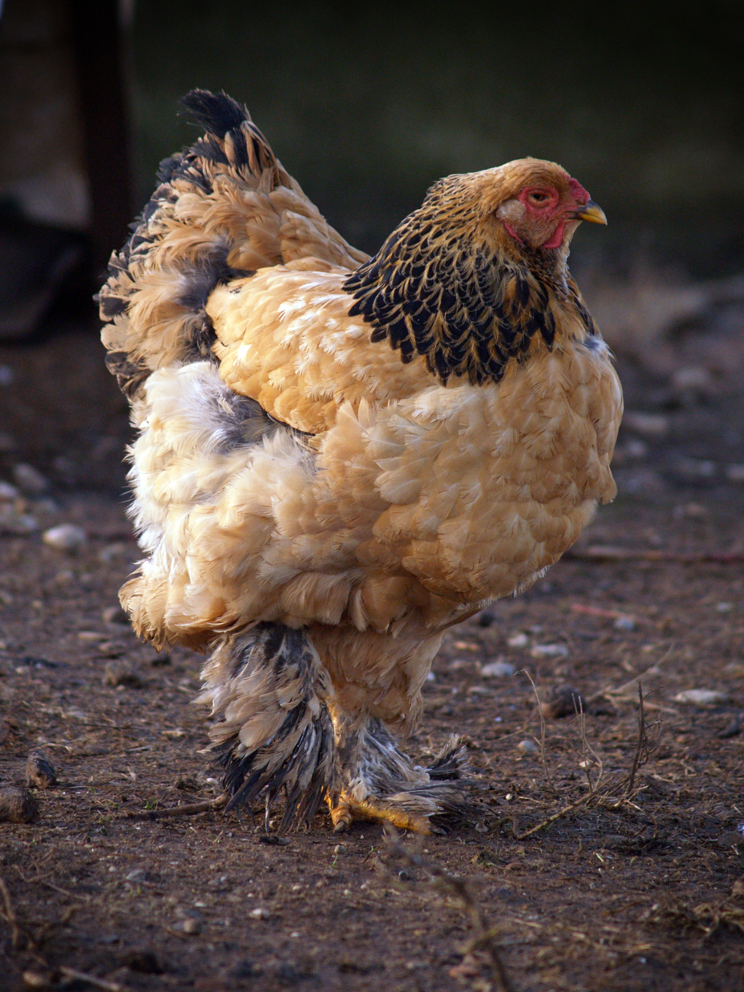 Brahma Chickens – The Beautiful Behemoths You Want In Your Coop